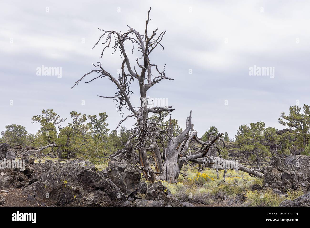 Wildflower, shrubs, pines and junipers growing on lava flows in the ...