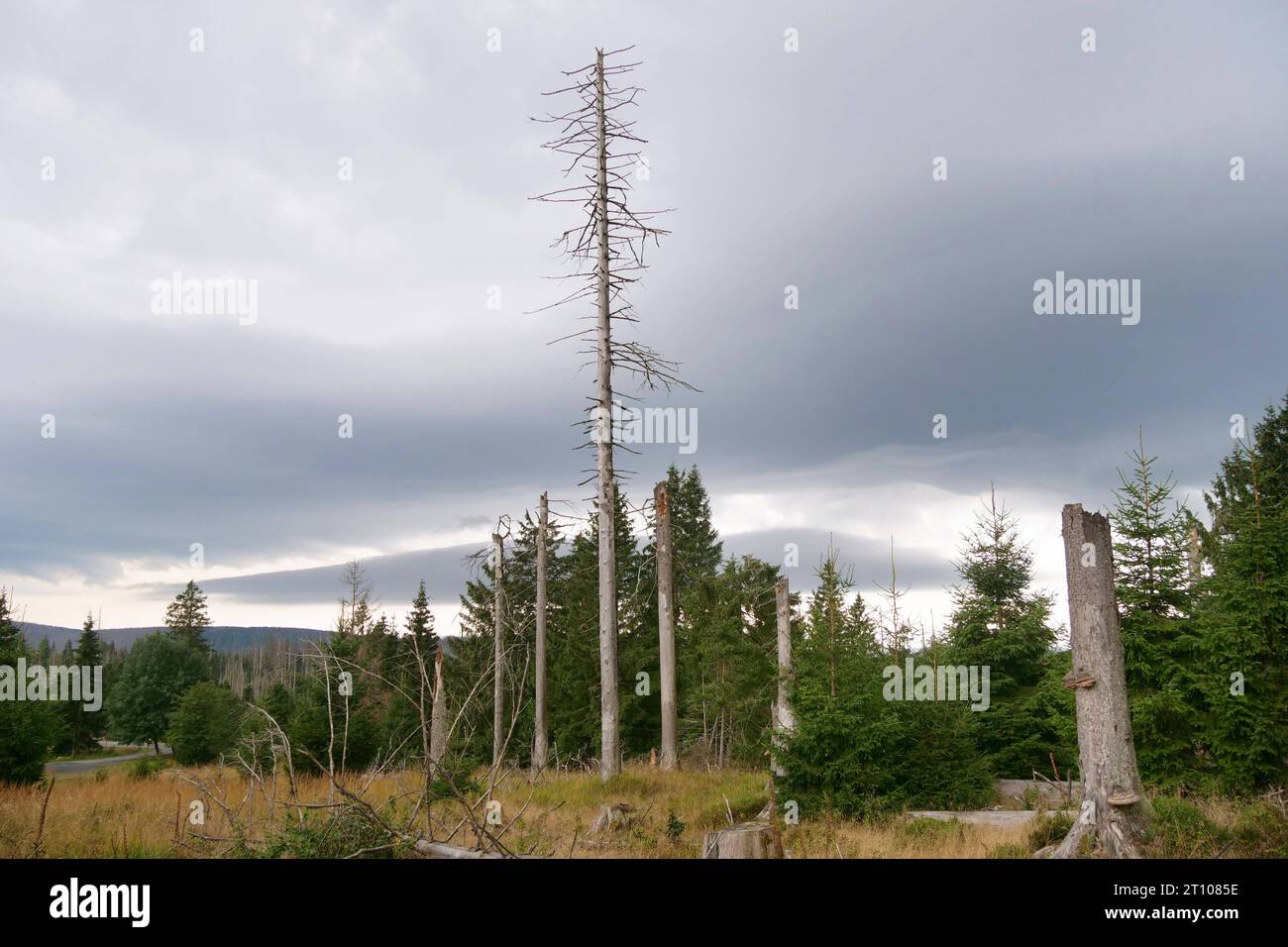 Waldsterben klimawandel deutschland hi-res stock photography and images ...