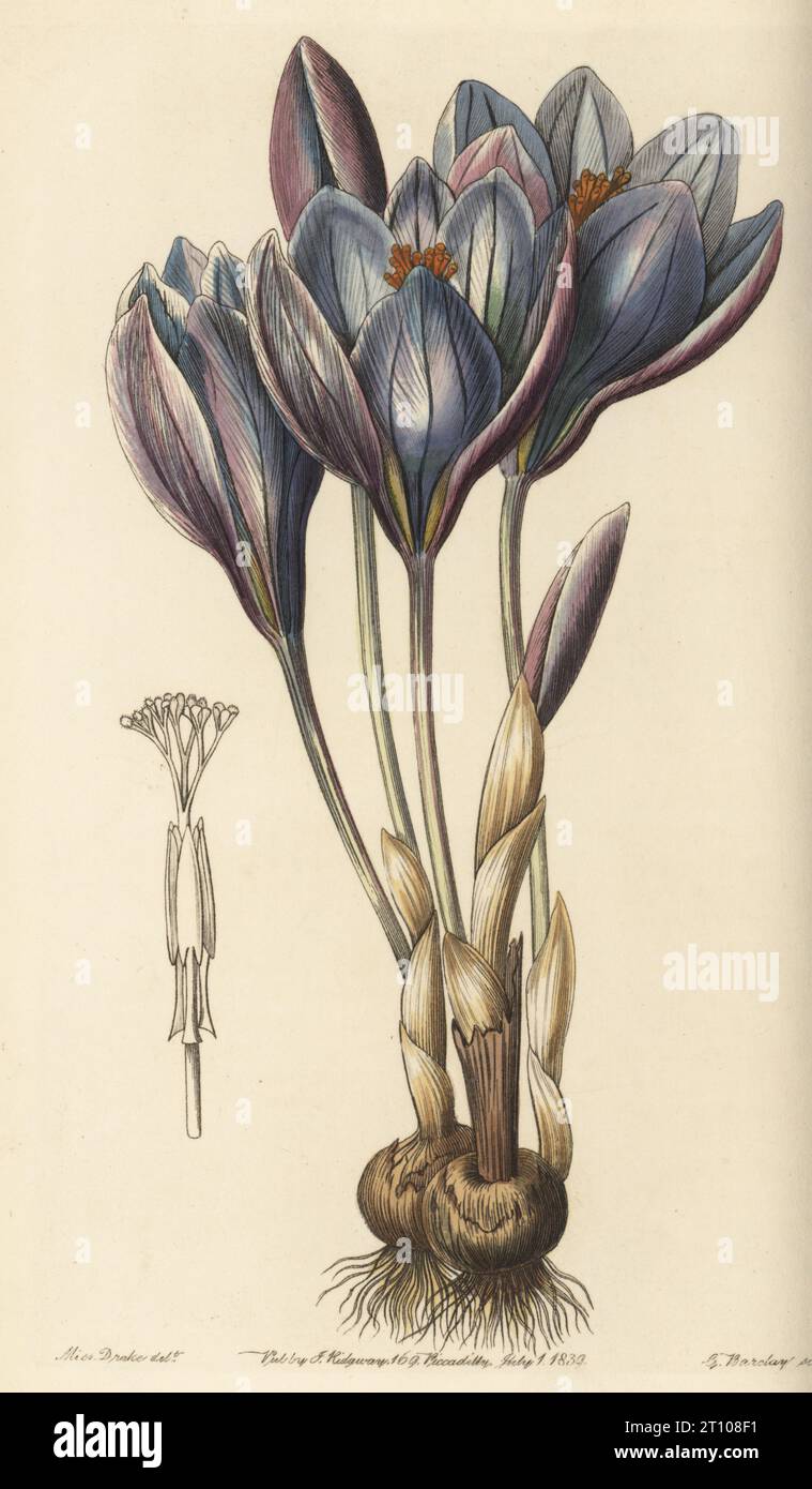 Showy autumn crocus, Crocus speciosus. Native to Bulgaria, Turkey to ...
