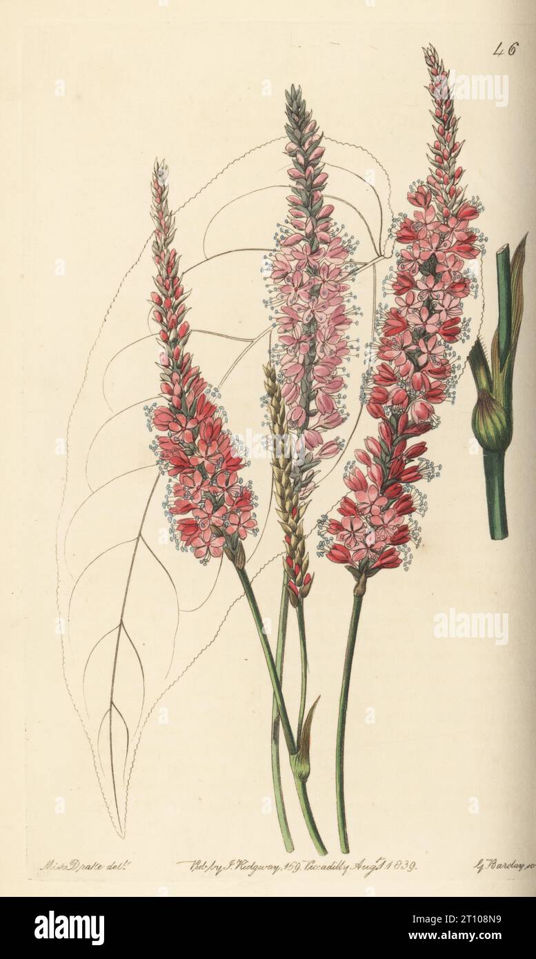 Red bistort or mountain fleece, Bistorta amplexicaulis. Stem-clasping ...