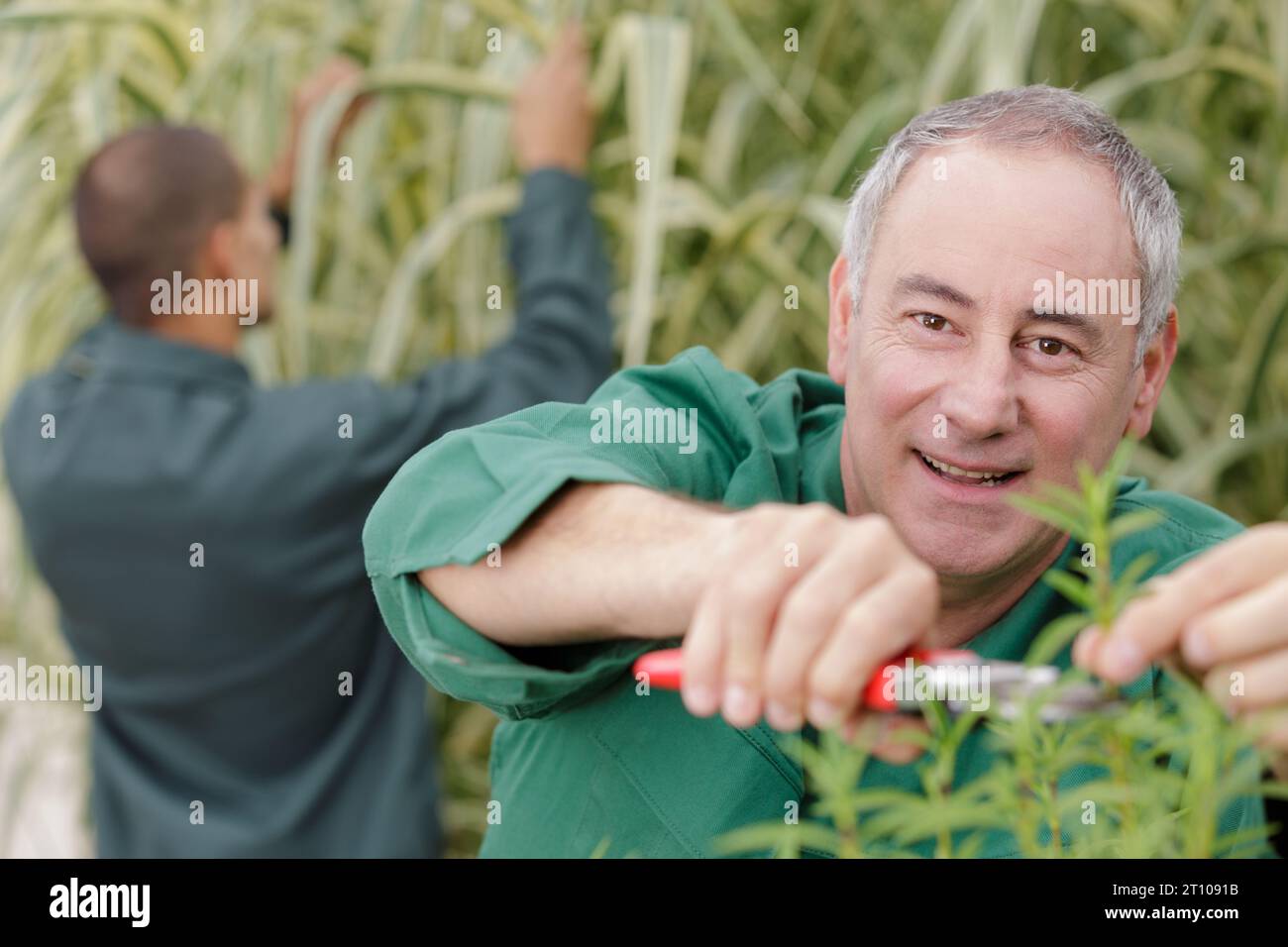 happy man cutting a hedge Stock Photo - Alamy