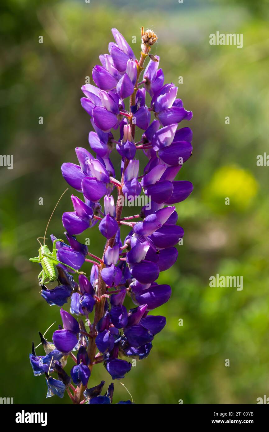 The blooming purple flowers of the lupine are fodder plants of Lupinus ...