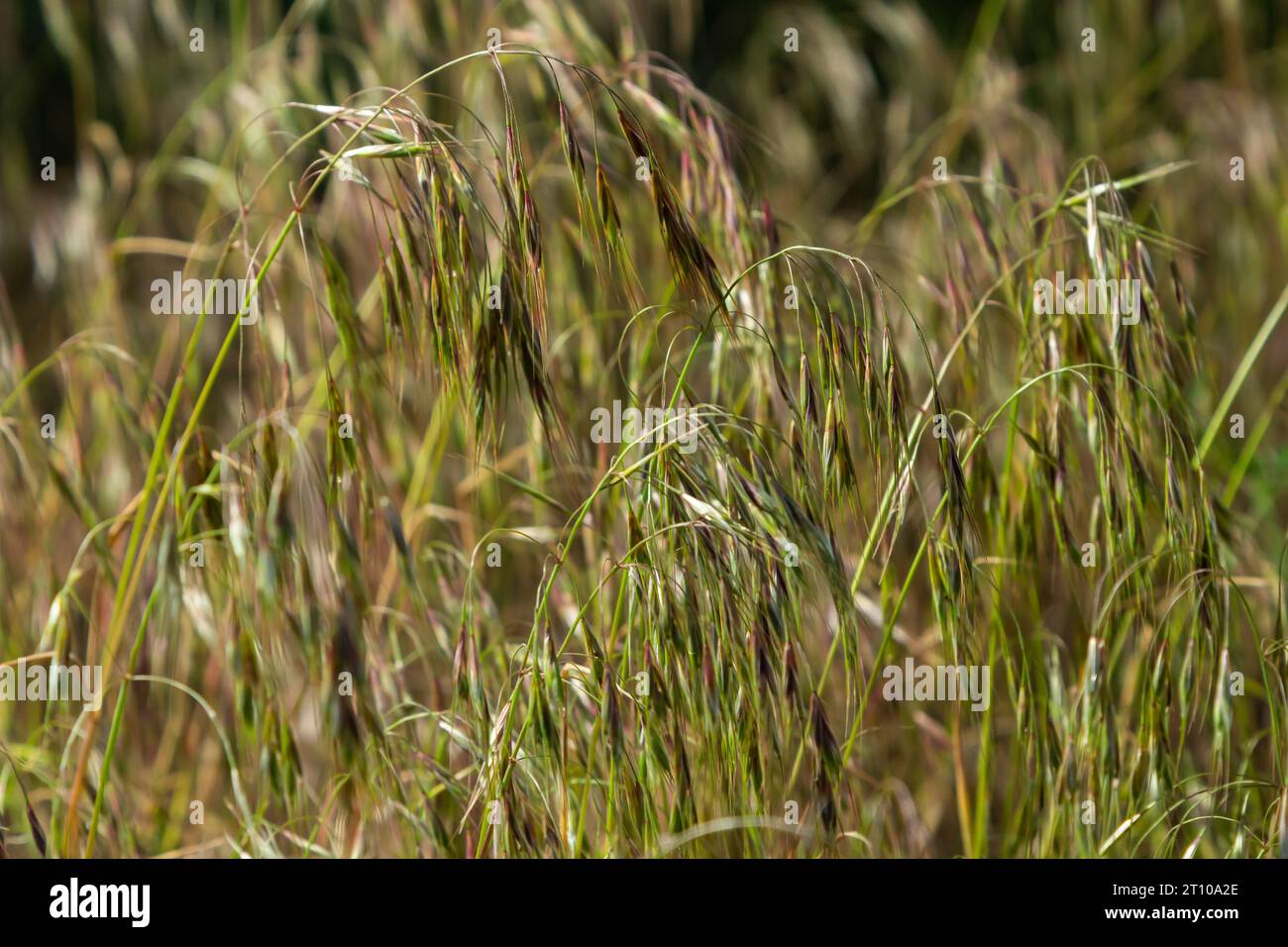 The plant Bromus sterilis, anysantha sterilis, or barren brome belongs ...