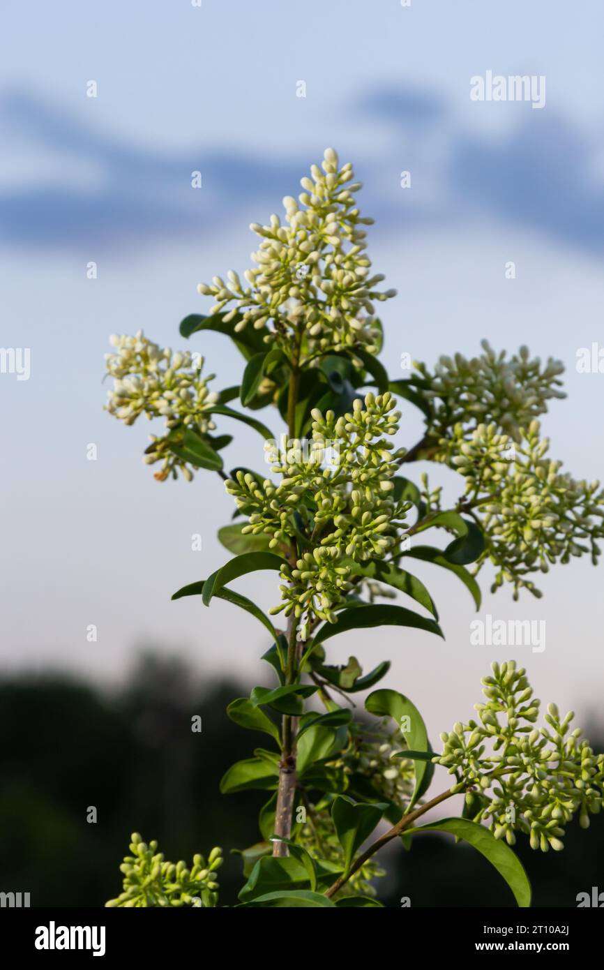 Flowering European privet or Ligustrum vulgare with white flowers and ...