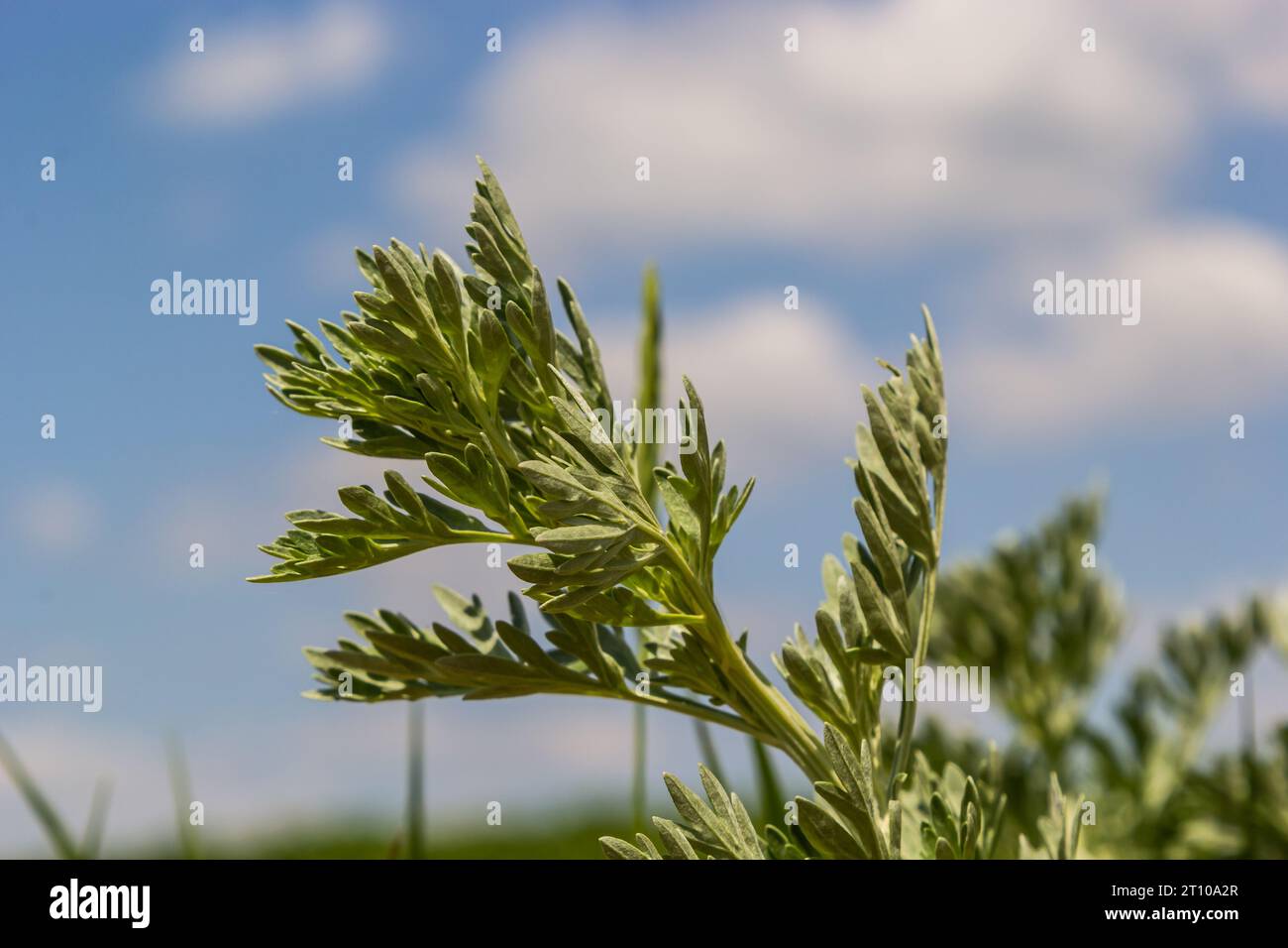 Wormwood, Artemisia absinthium, perennial herb of silvery color, with a ...