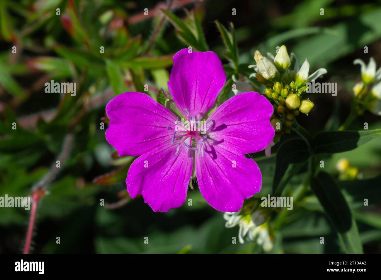 Purple flowers of Wild Geranium maculatum close up. Spring nature ...