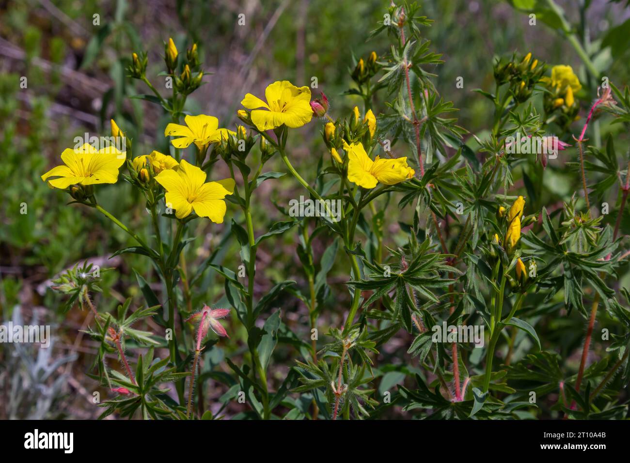 Beautiful bright yellow flowers of golden flax. Mountain flowers ...