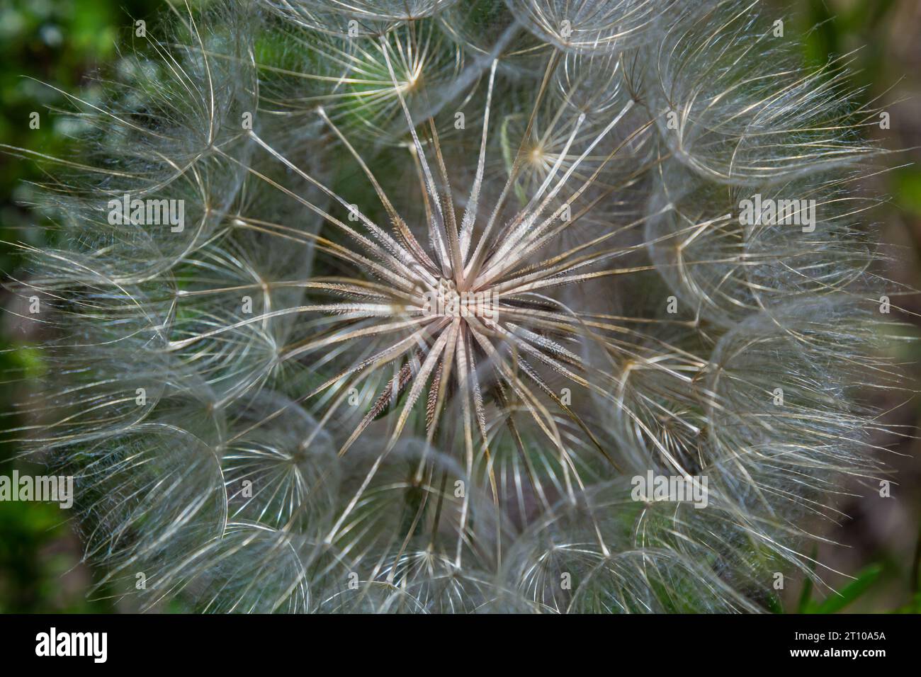 Goatsbeard, Tragopogon pratensis, flower seed head close up with ...