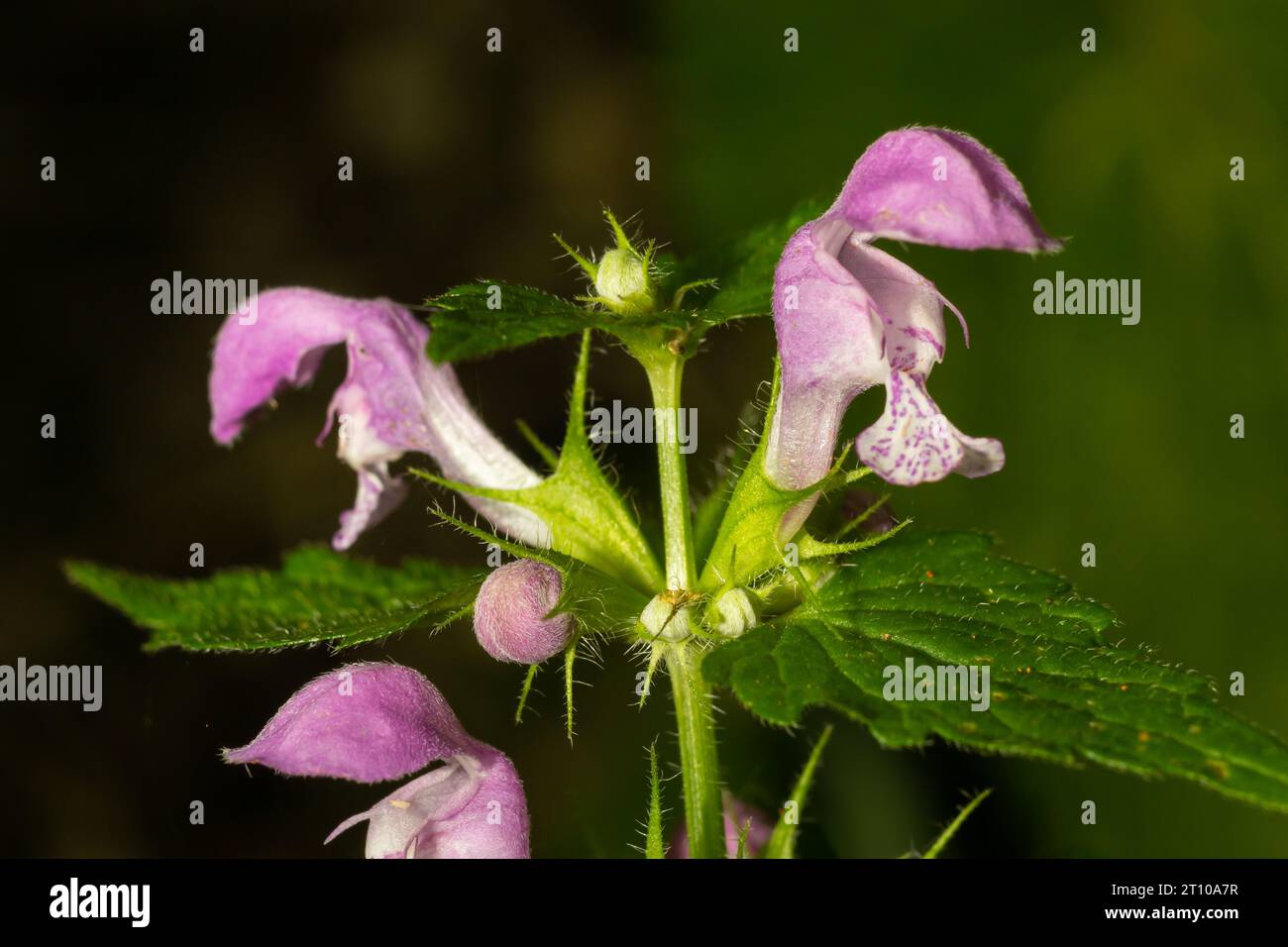 Pink flowers of spotted dead-nettle Lamium maculatum. Lamium maculatum ...