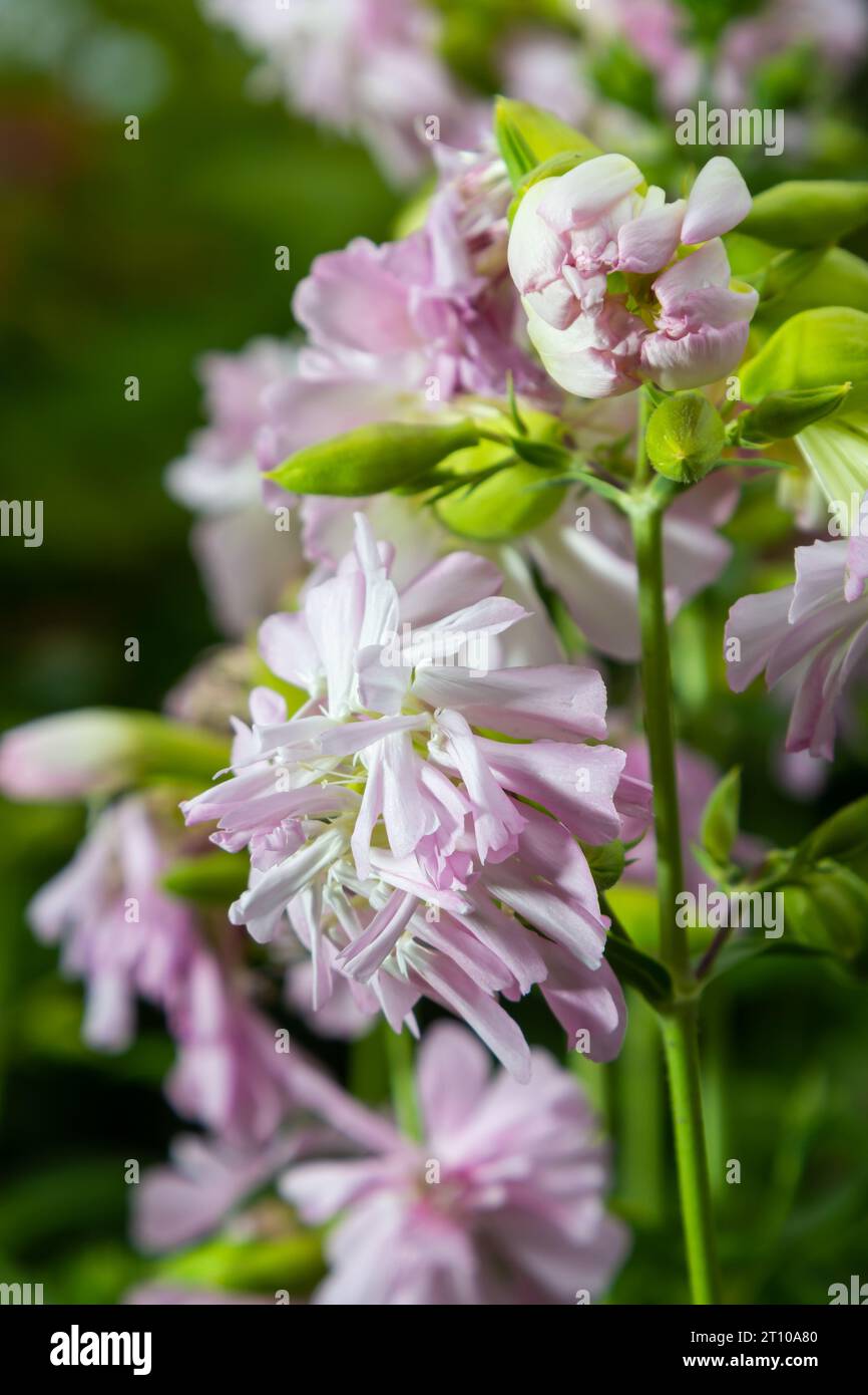 Soapwort saponaria officinalis flower hi-res stock photography and ...
