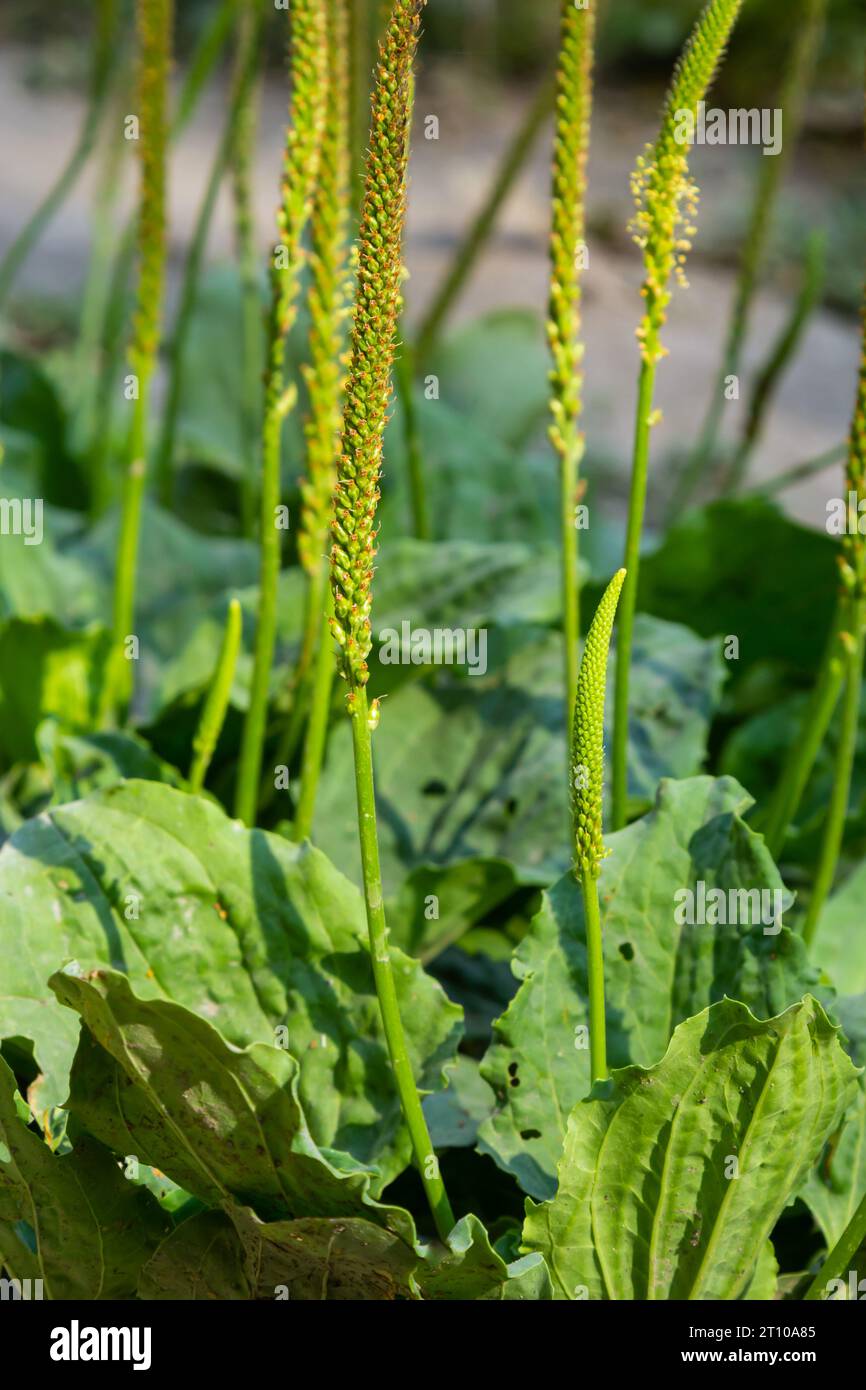 Plantain flowering plant with green leaf. Plantago major leaves and ...