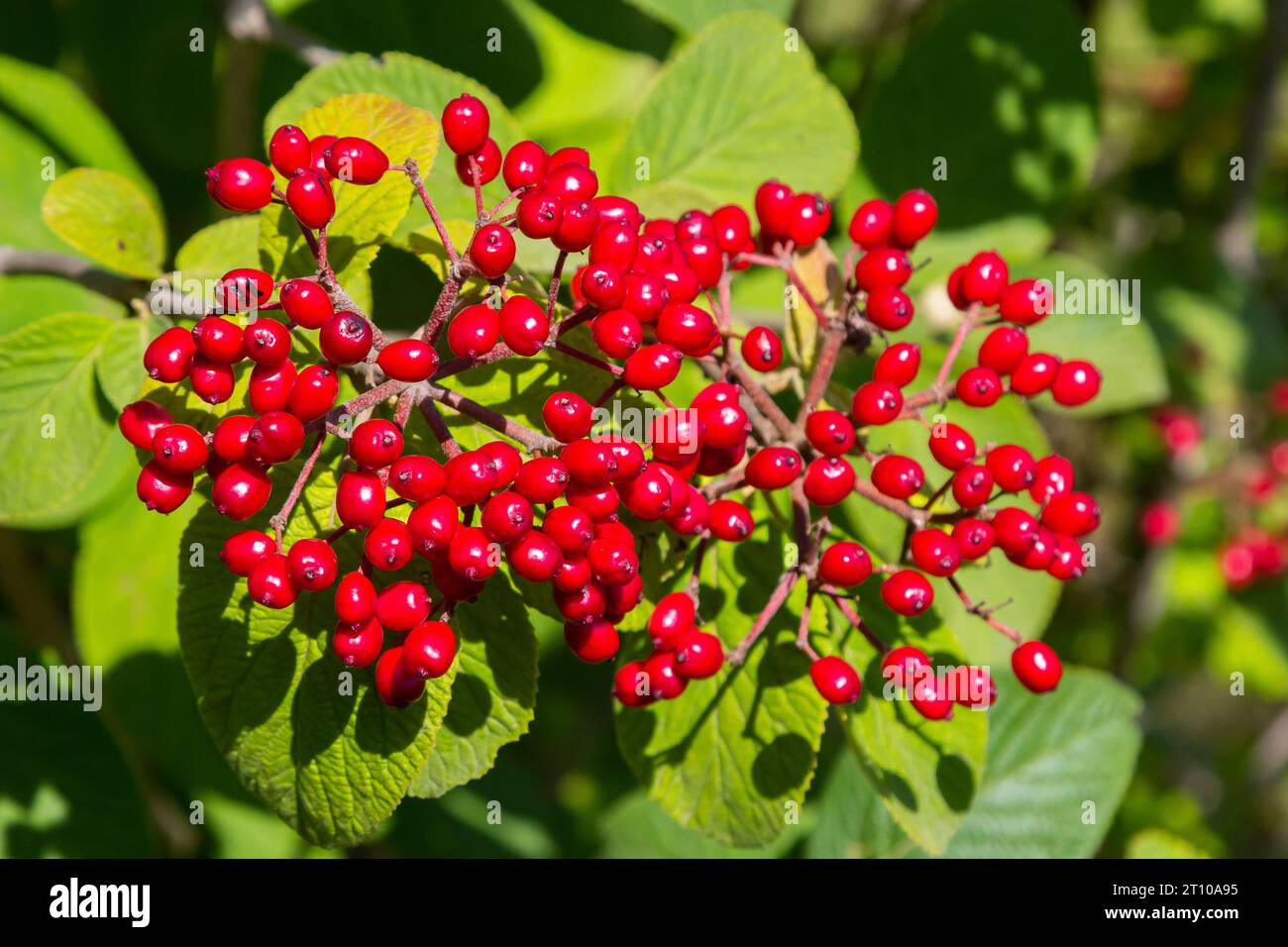 The fruit Viburnum lantana. Is an green at first, turning red, then ...