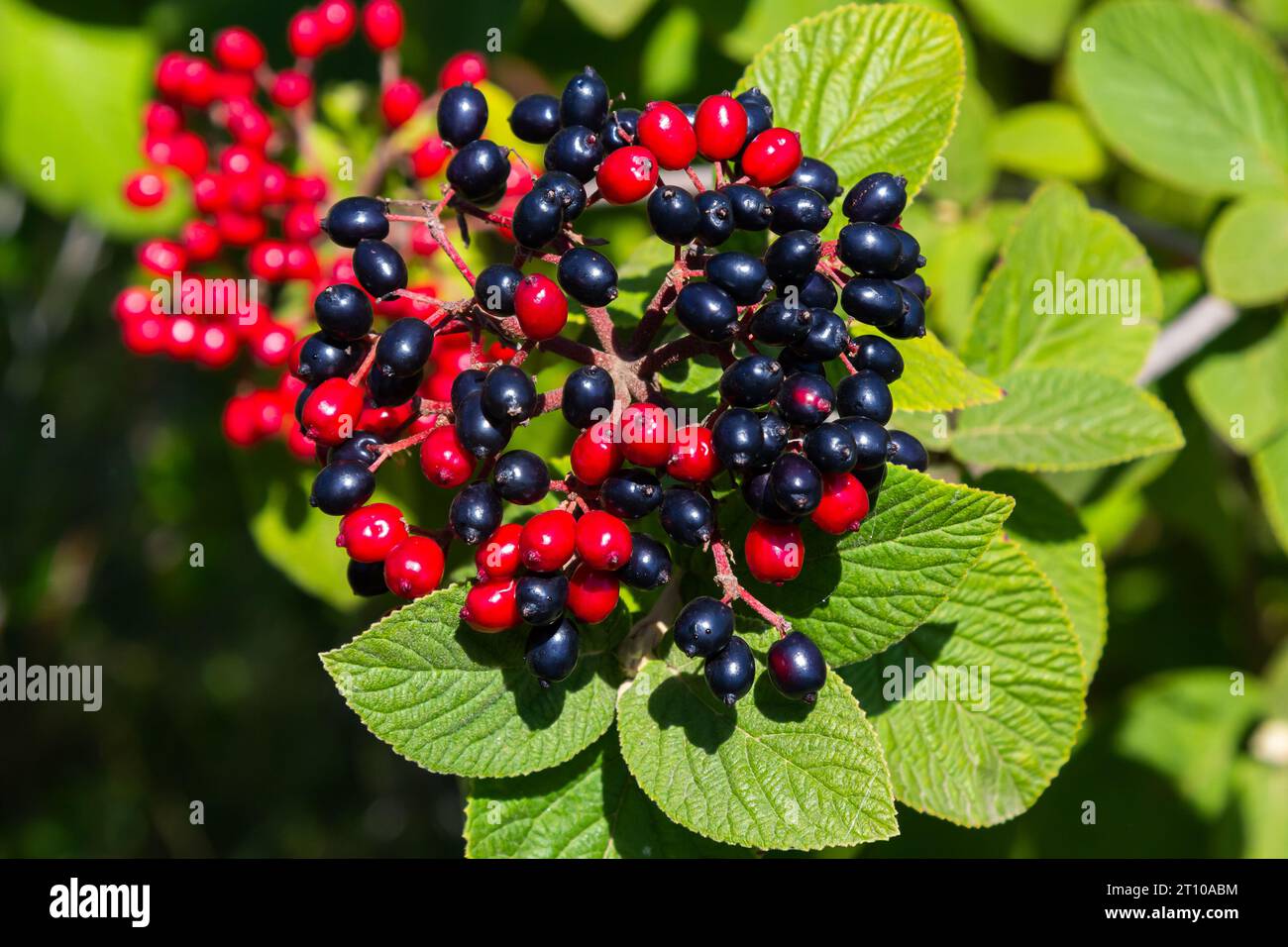 The fruit Viburnum lantana. Is an green at first, turning red, then ...