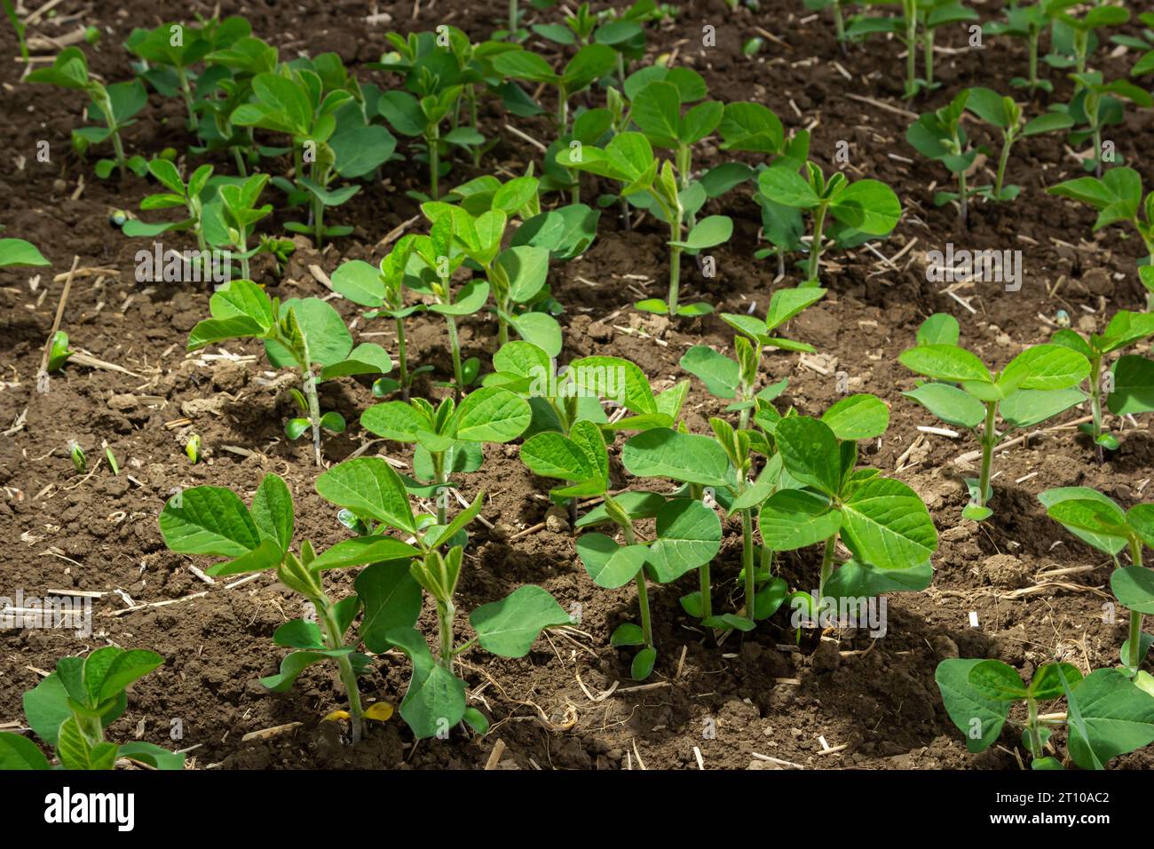Soybean plant leaf close-up in a field of young plants. Young crops of ...