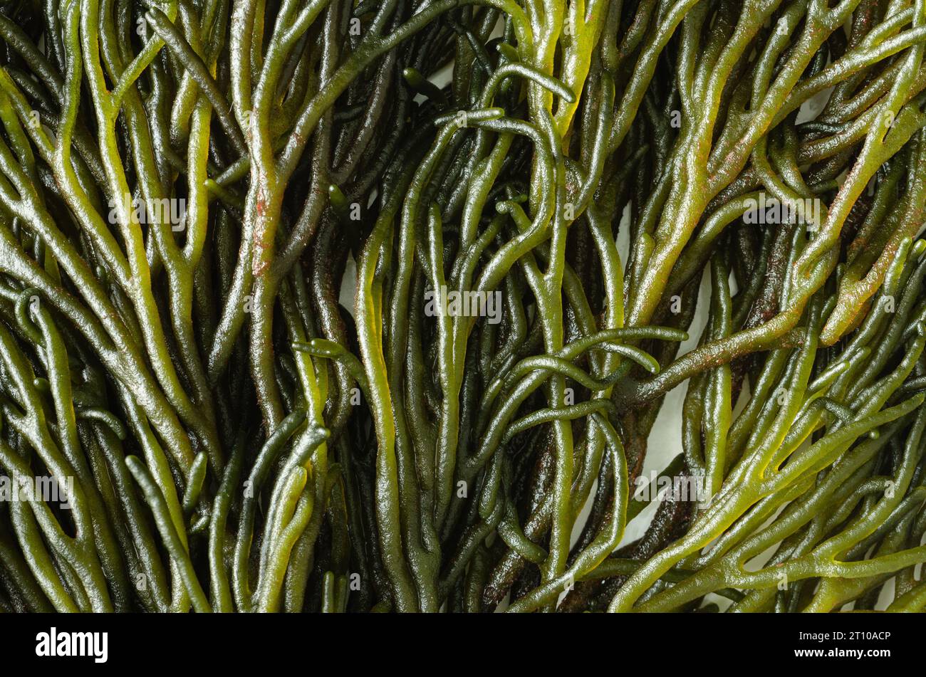 Close-up view on white background of algae of the genus Codium fragile ...