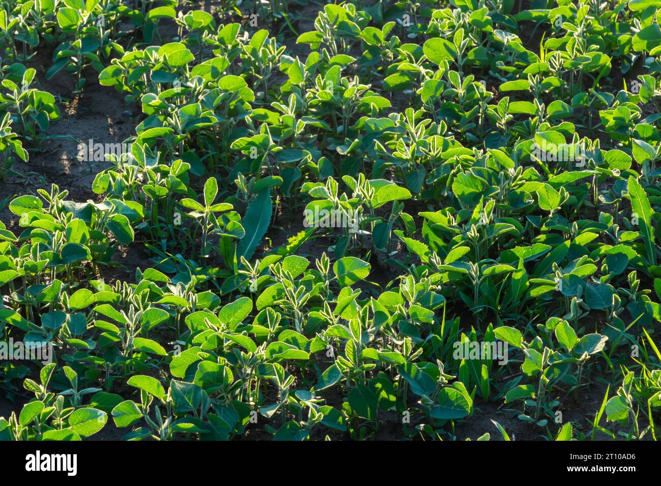 Fresh green soy plants on the field in spring. Rows of young soybean ...