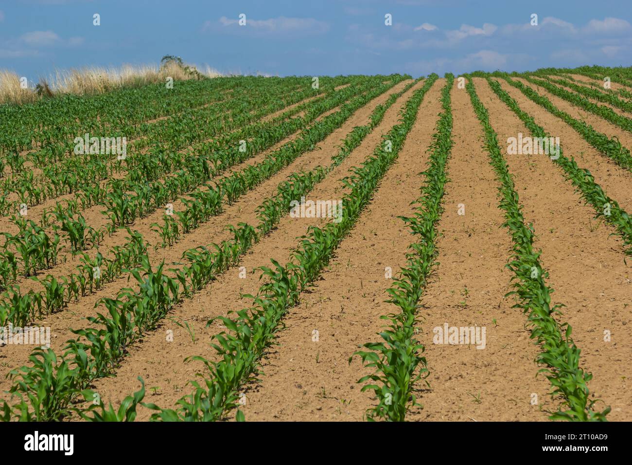 Corn crop farming hi-res stock photography and images - Alamy