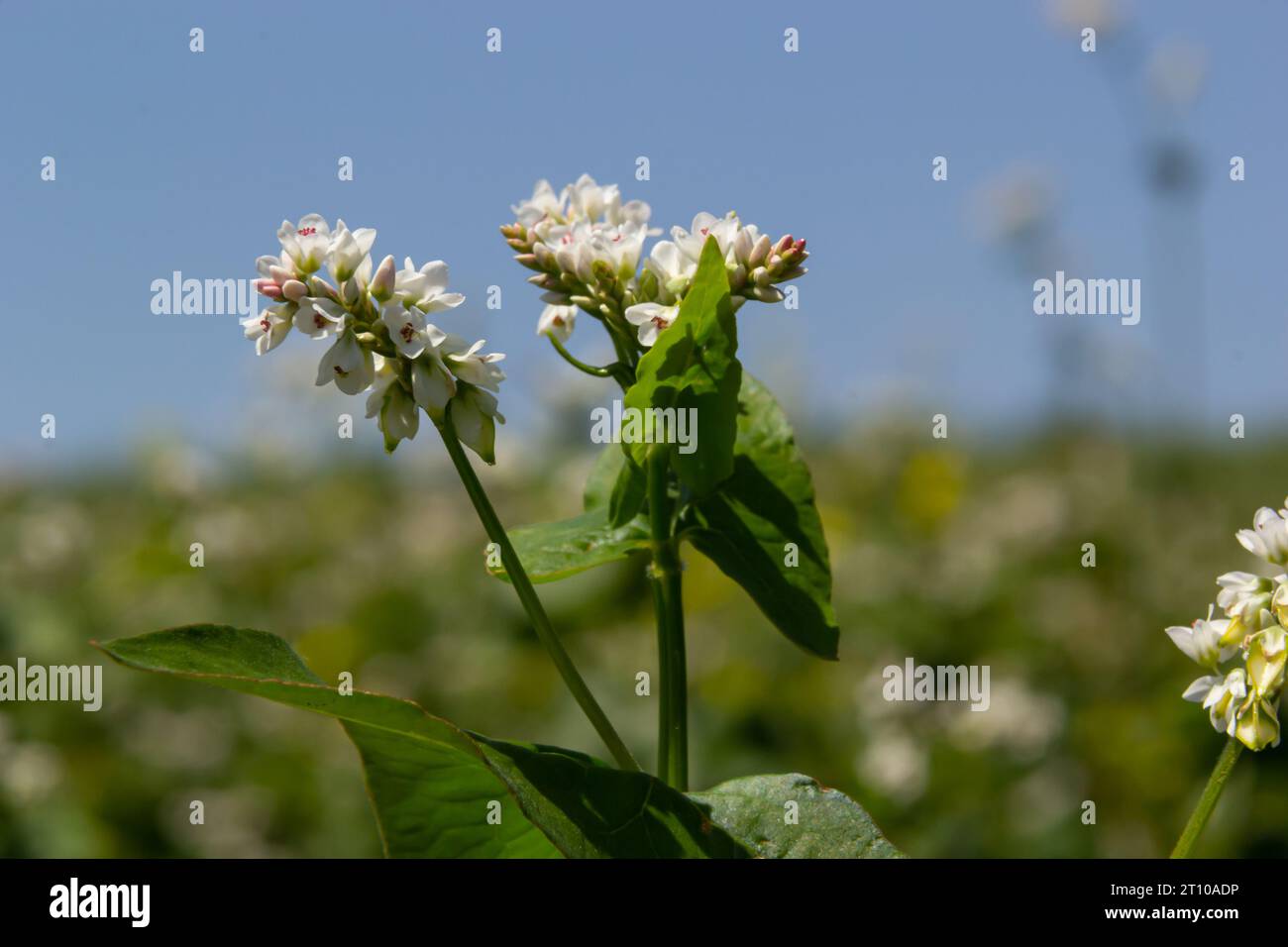 Field of buckwheat and close up of buckwheat blossoms. Buckwheat ...