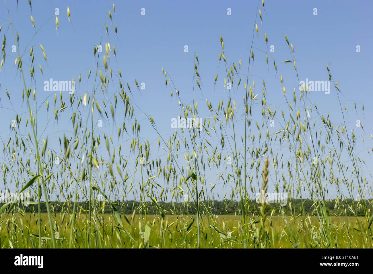 Avena sativa, Common oat, cereal grain grown for human consumption as ...