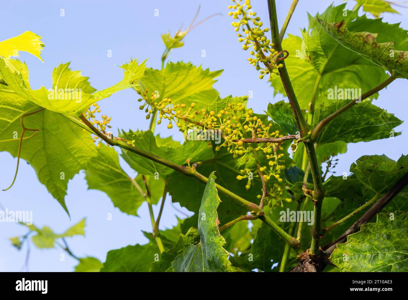Flowering grapes against the blue sky. Flowering vine. Grape vine with ...