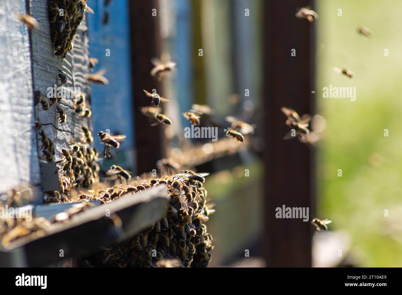 Bees returning to home hi-res stock photography and images - Alamy