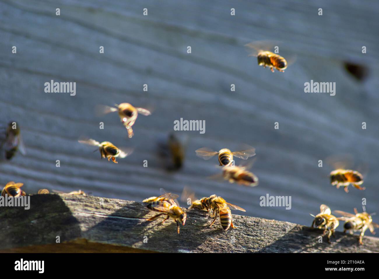 swarm of honey bees flying around beehive. Bees returning from ...