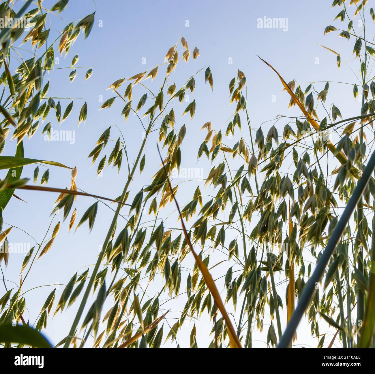 Avena sativa, Common oat, cereal grain grown for human consumption as ...