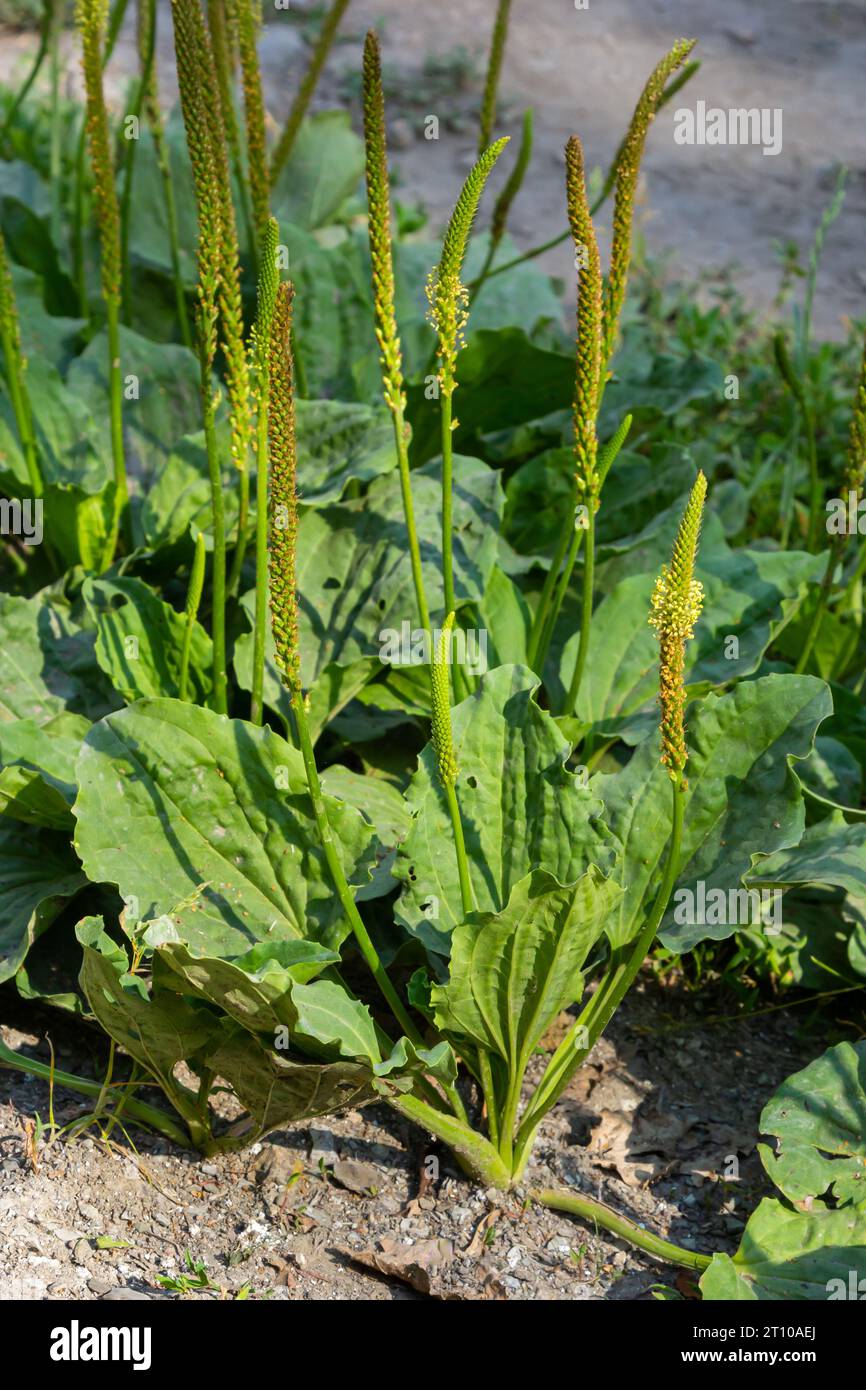 In summer, plantain is large, Plantago major, Plantago borysthenica ...