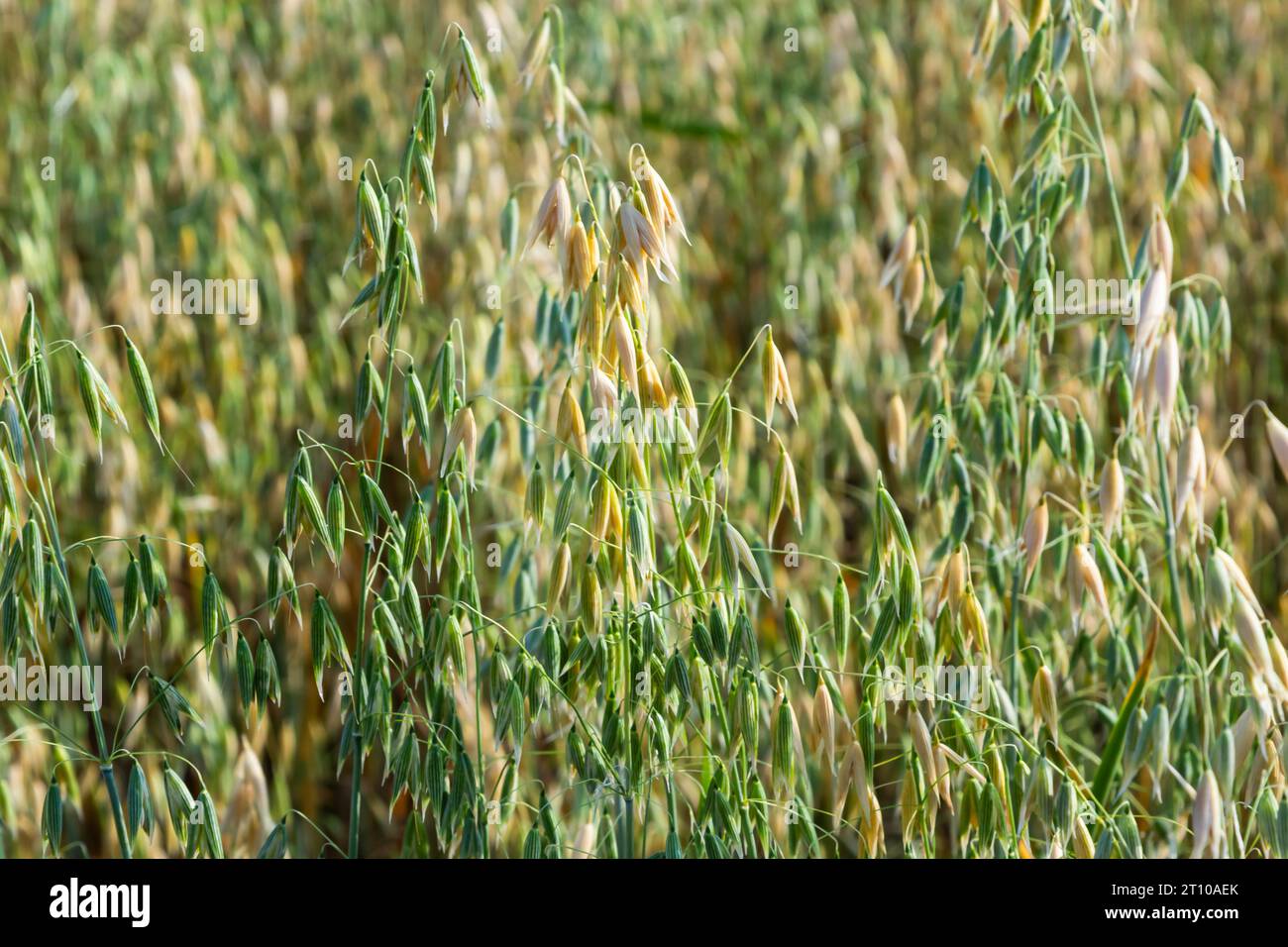 Field of young green Oats. Plantation of oats in the field - crop ...