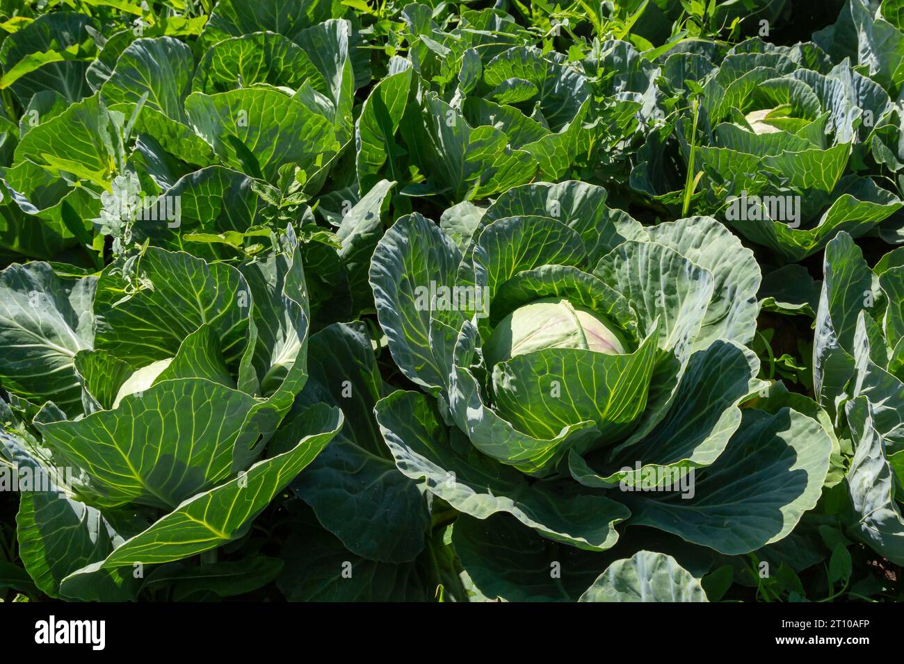 Cabbage grow in the garden. Agriculture. Healthy and healthy food for ...
