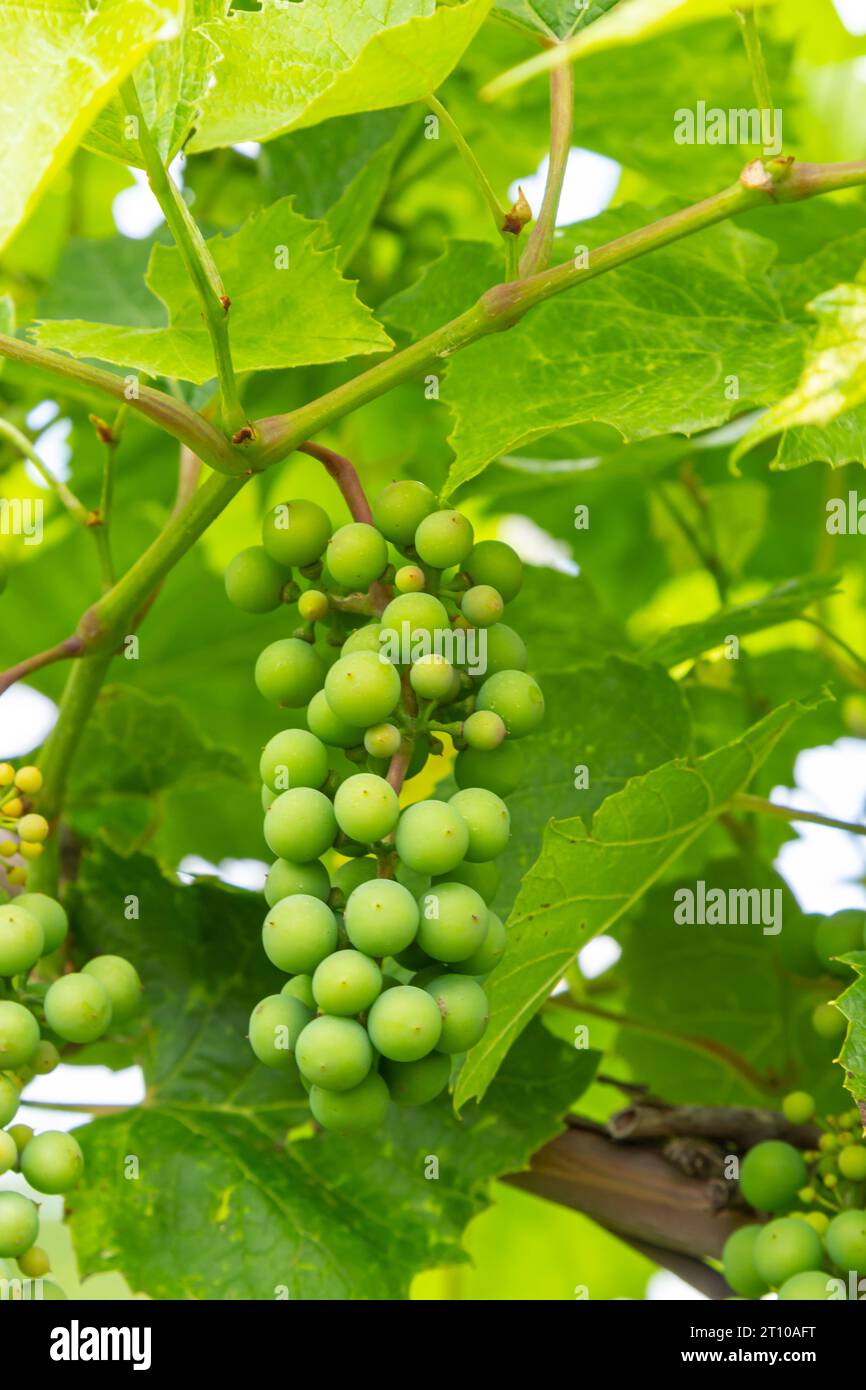 Close up green and underripe grape bunches hanging on tree. Bunches of ...