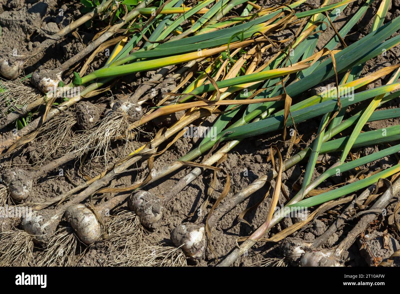 Garlic dug out ground hi-res stock photography and images - Alamy