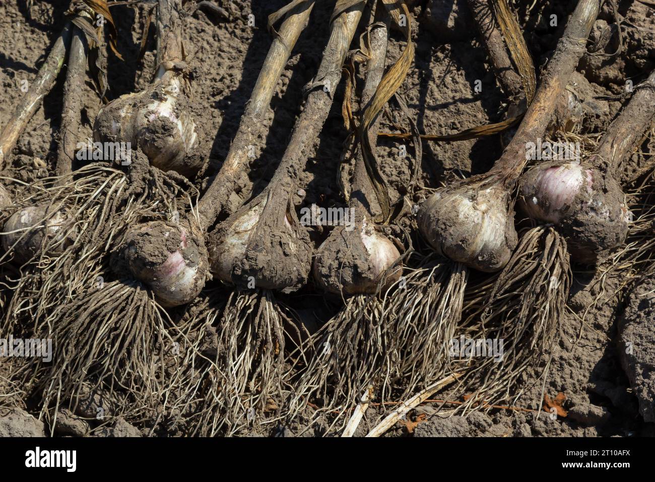 Garlic: Bunch of fresh garlic harvest on soil ground. Freshly dug heads ...