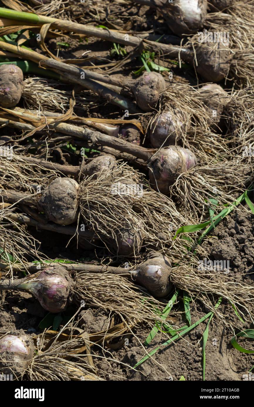 Garlic: Bunch of fresh garlic harvest on soil ground. Freshly dug heads ...