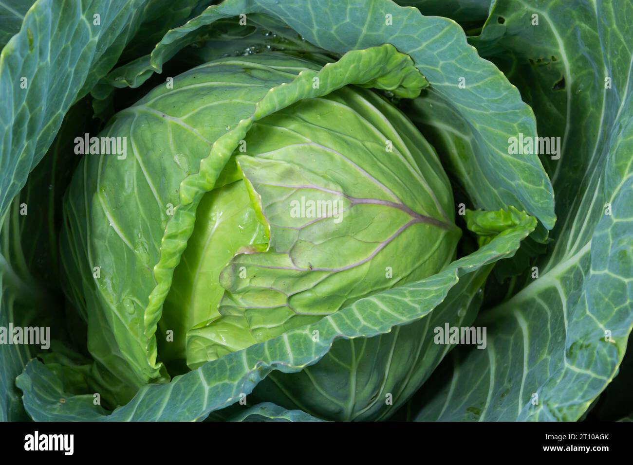Cabbage grow in the garden. Agriculture. Healthy and healthy food for ...