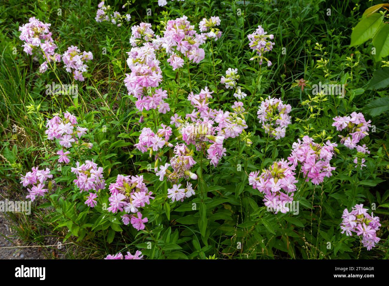 Soapwort saponaria officinalis flower hi-res stock photography and ...