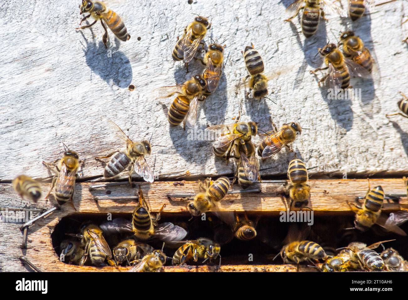 A lot of bees returning to bee hive and entering beehive with collected ...