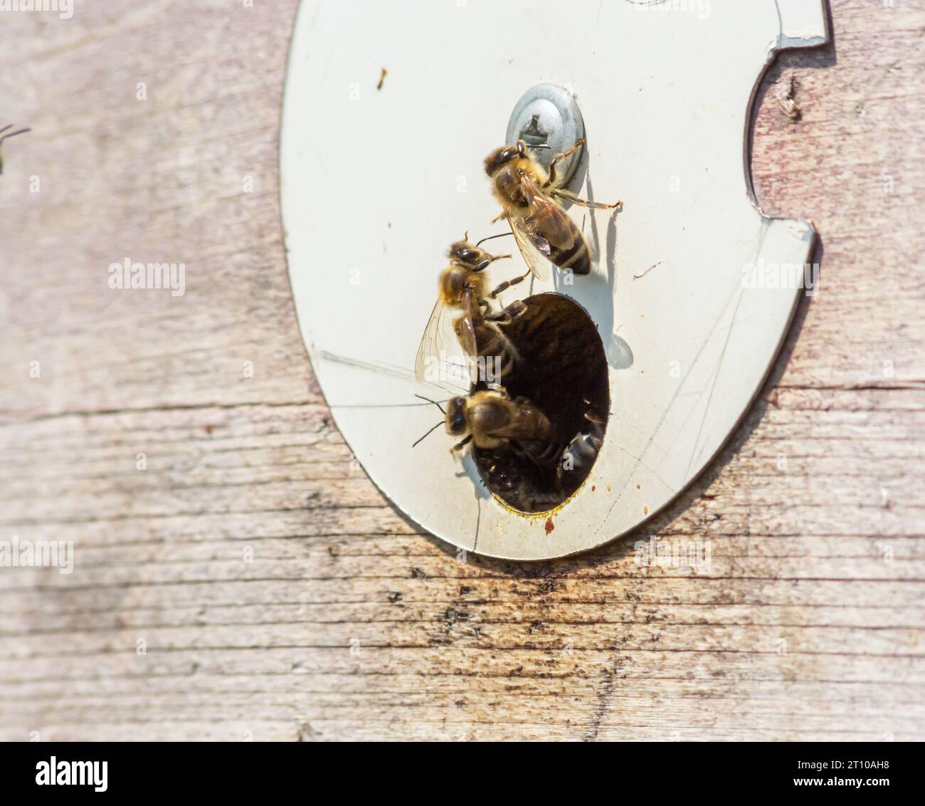 Close up of flying bees. Wooden beehive and bees. Plenty of bees at the ...