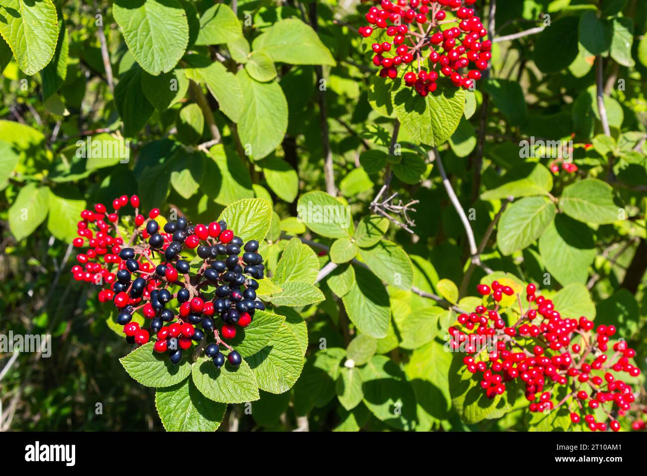 The fruit Viburnum lantana. Is an green at first, turning red, then ...