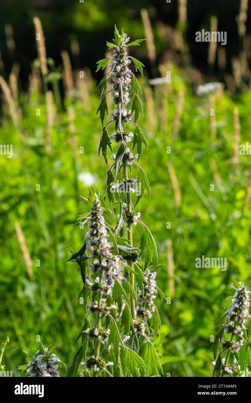 Leonurus cardiaca known motherwort hi-res stock photography and images ...