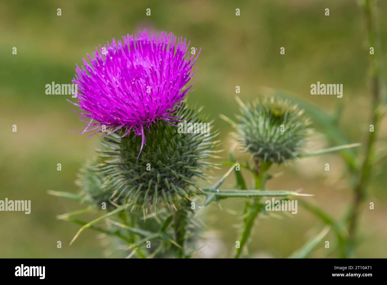 Blessed milk thistle flowers in field, close up. Silybum marianum ...
