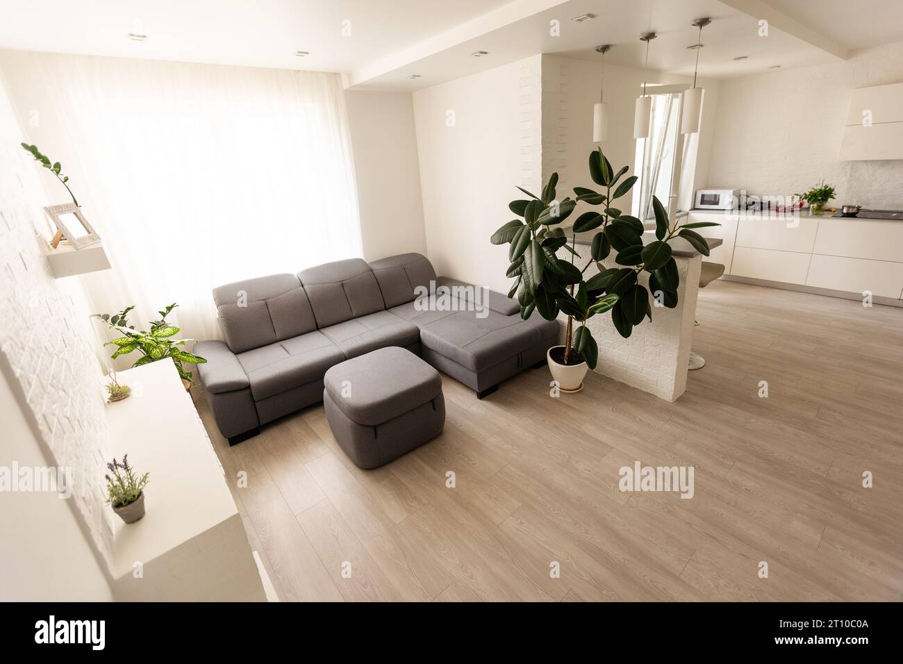 Homemade ficus in a pot. Minimalism. home plant concept. ficus Stock ...