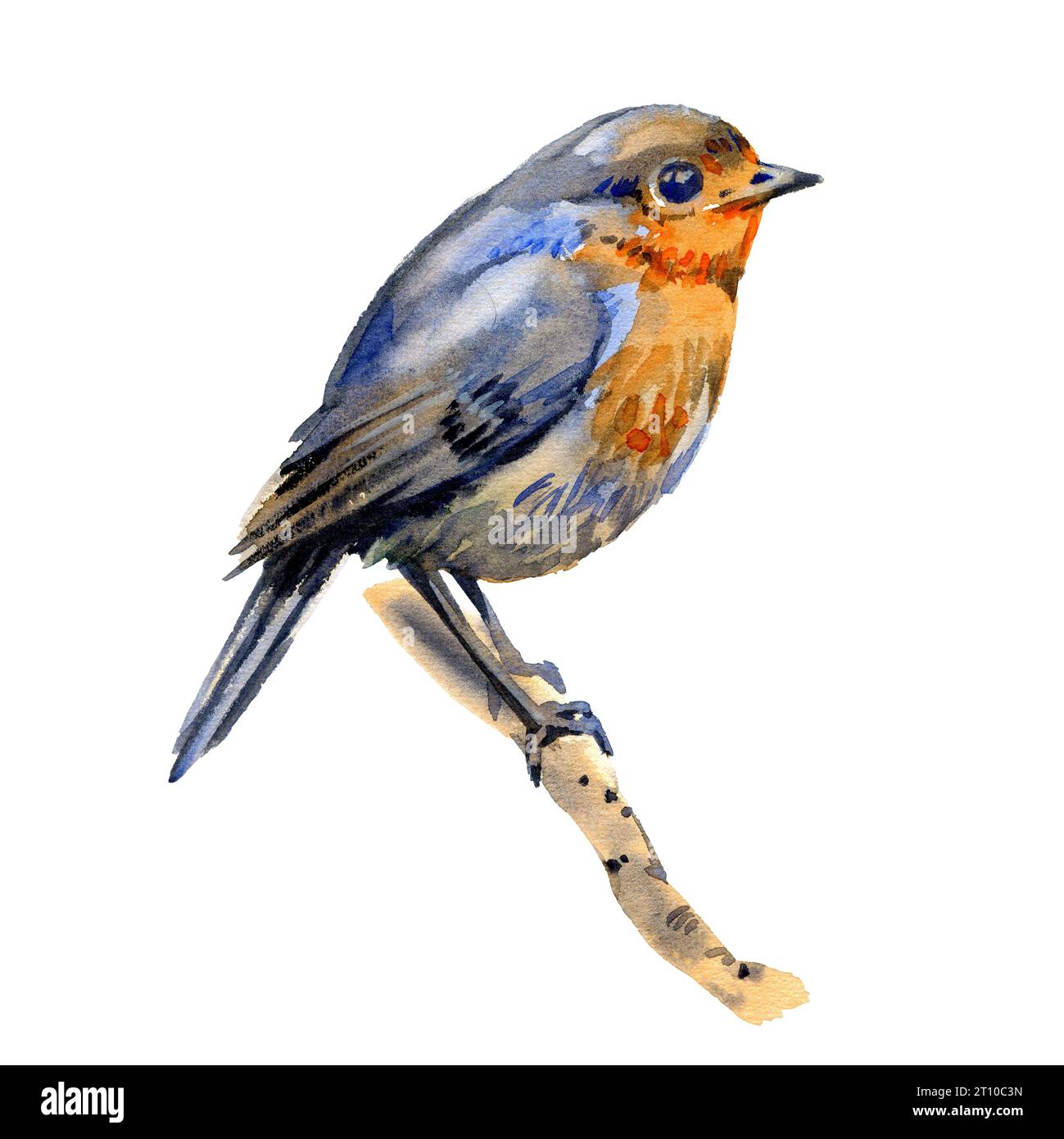 Robin bird on the tree branch. Watercolor realistic illustration. Hand ...