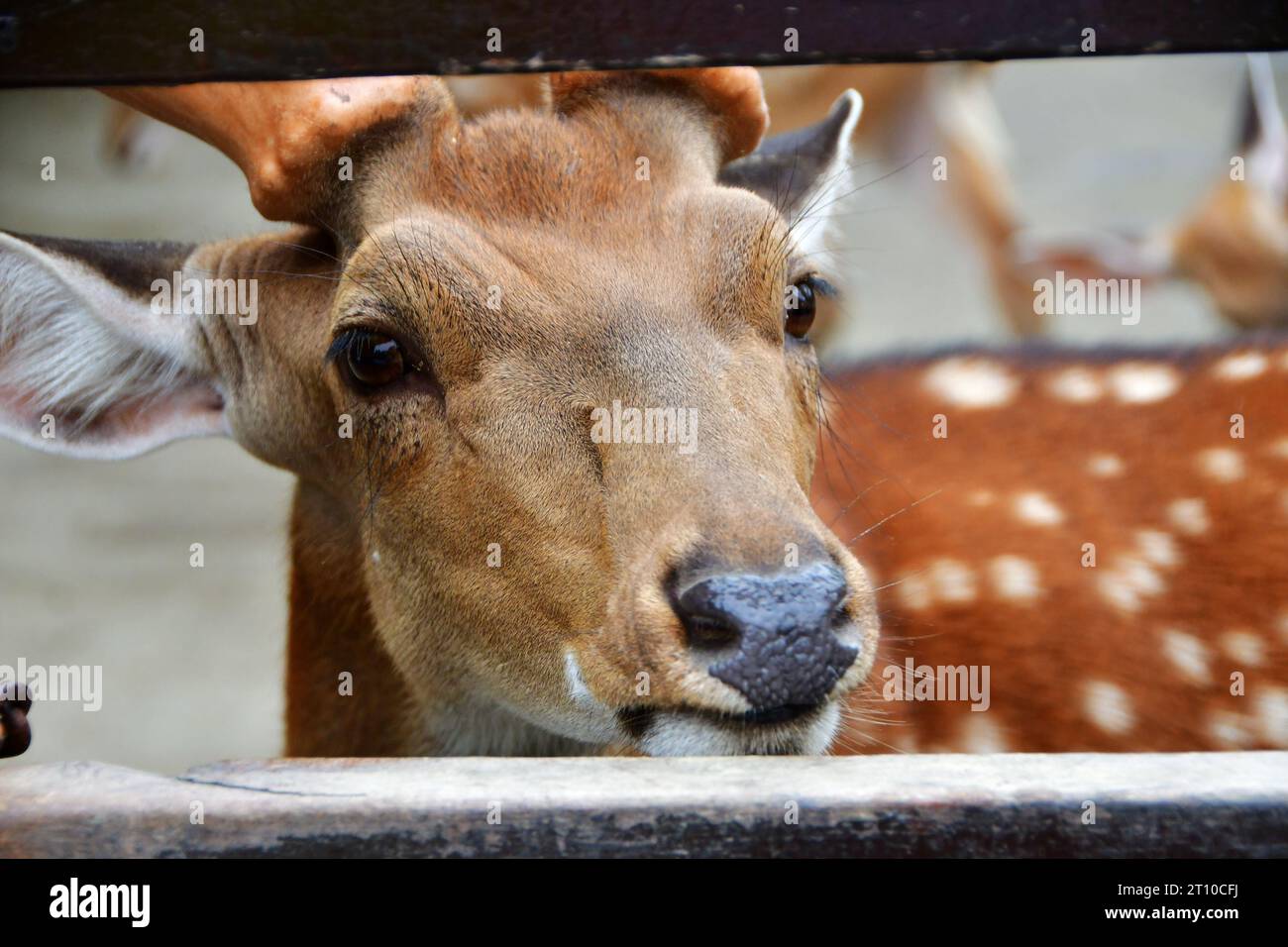 Reared outdoors hi-res stock photography and images - Alamy