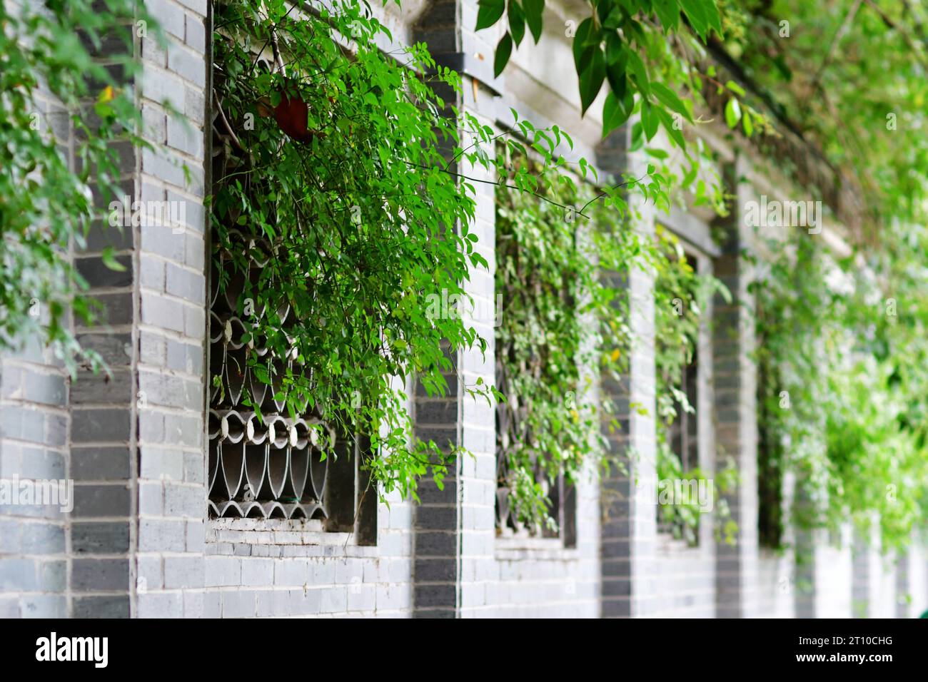 Fence in traditional Chinese architectural style, photo of plant ...