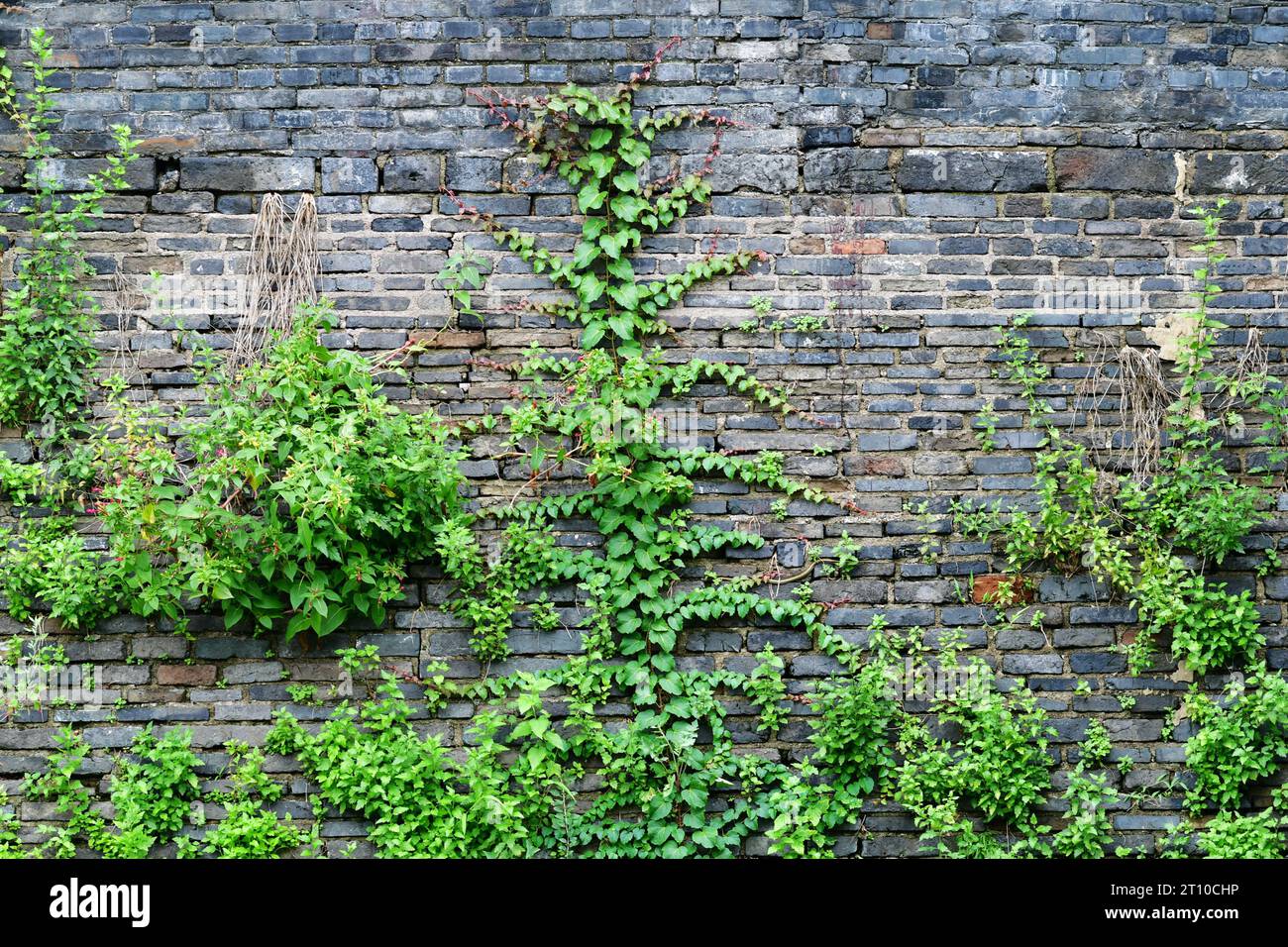 Photo of wild plants growing on a brick wall Stock Photo - Alamy