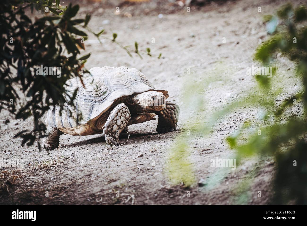 Spurred tortoise https hi-res stock photography and images - Alamy