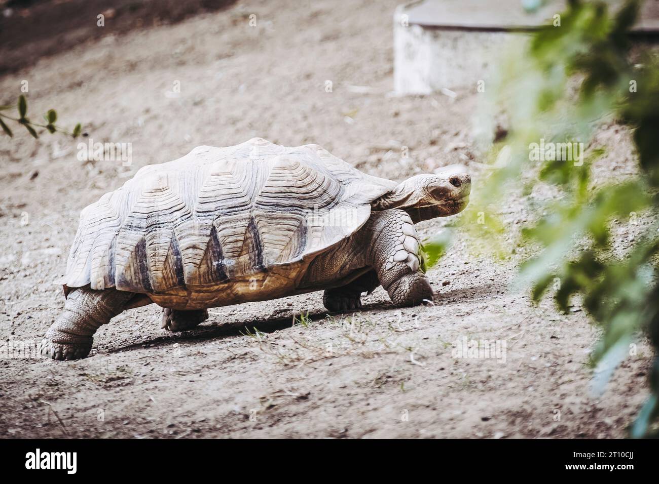 Spurred tortoise https hi-res stock photography and images - Alamy