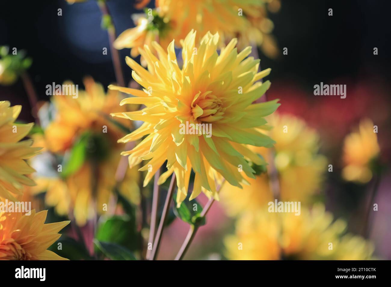 Dahlia is a member of the Compositae (also called Asteraceae) family of ...