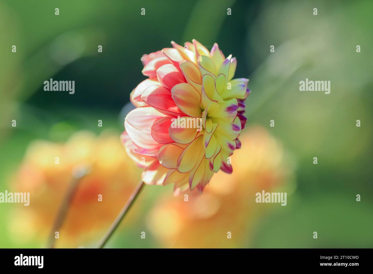 Dahlia is a member of the Compositae (also called Asteraceae) family of ...